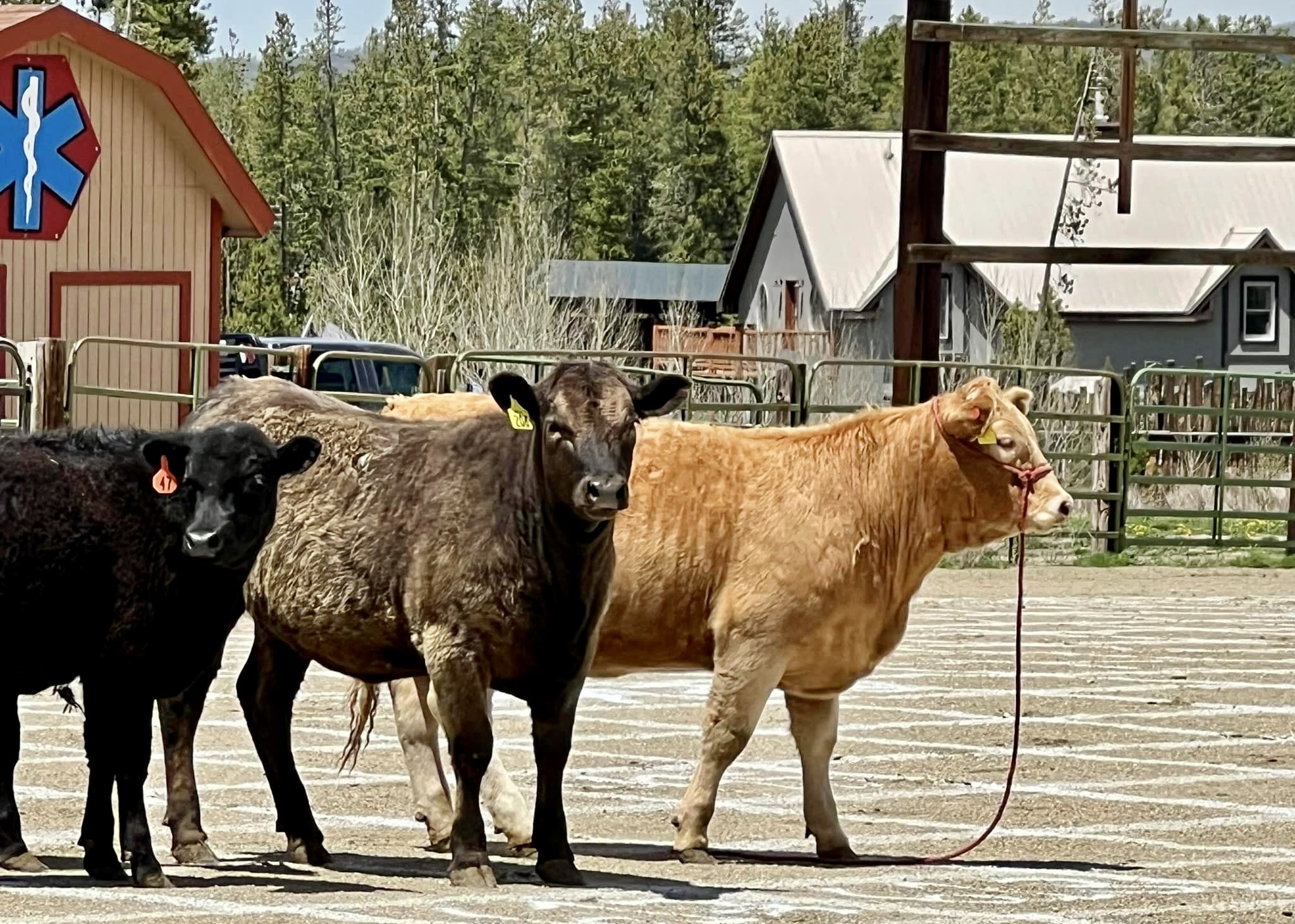 Attendees win MOO-lah at Cow Pie Bingo benefitting Fraser Valley ...